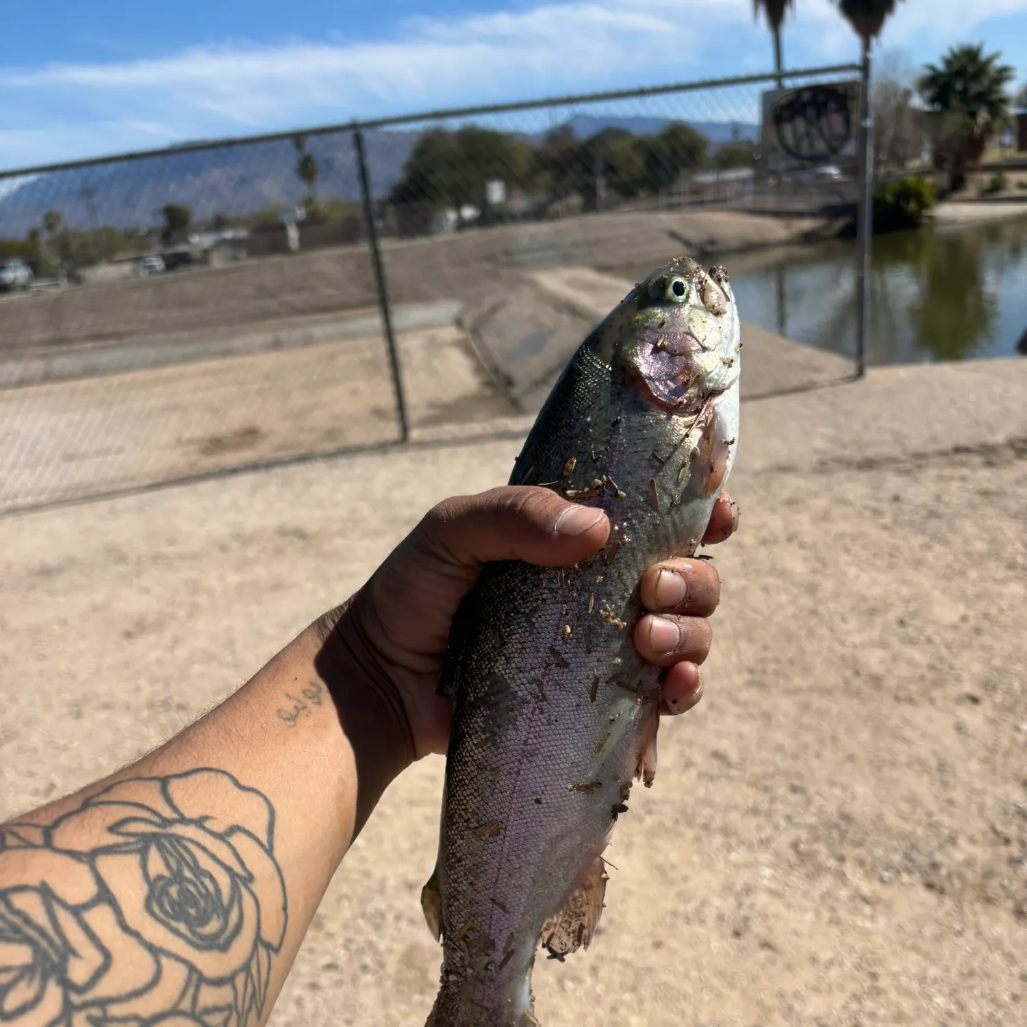Fishing in Tucson, AZ (United States) ️️️️ Find Spots, Species & Tips