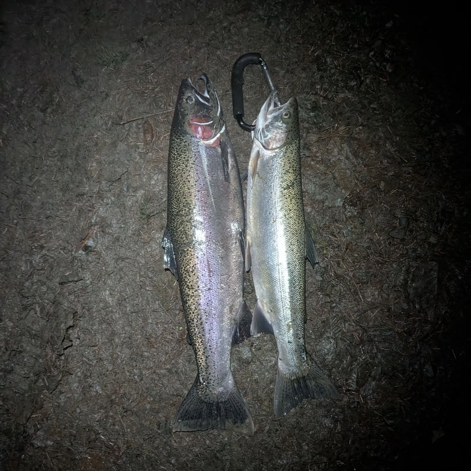 ᐅ Cowlitz River fishing reports🎣• Longview, WA (United States) fishing