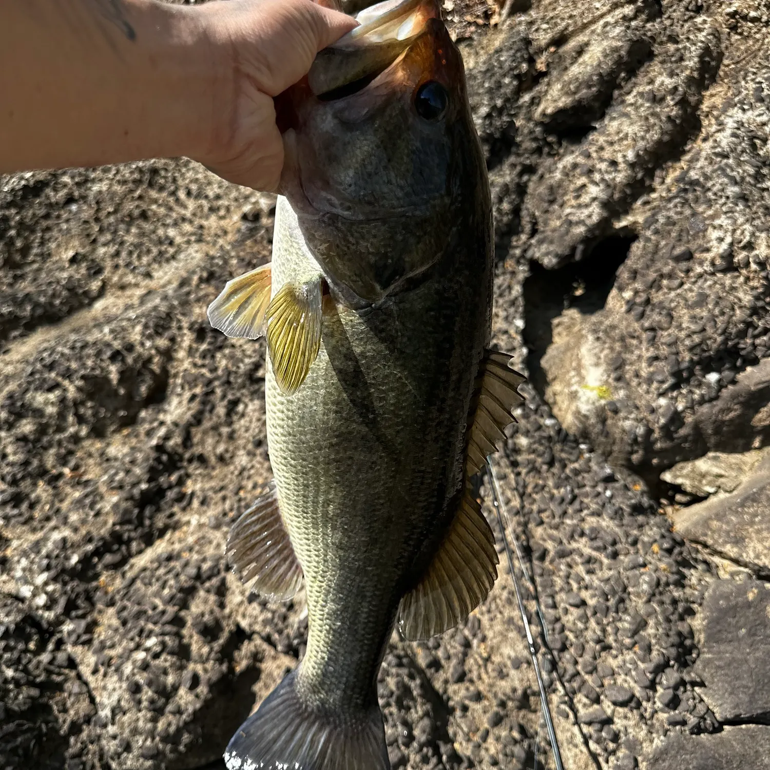 Fishing in Augusta, GA (United States) ️️️️ Find Spots, Species & Tips