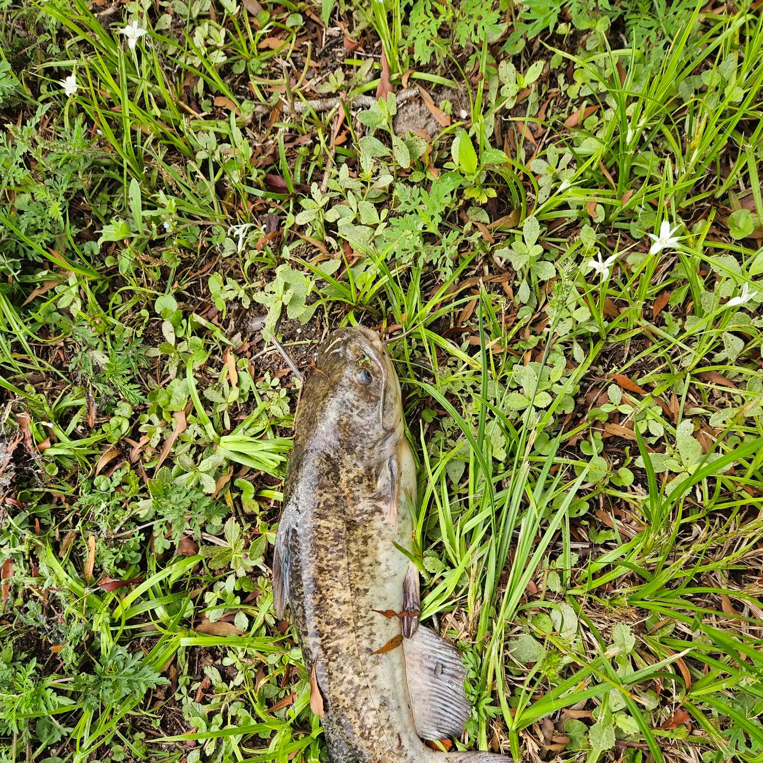 ᐅ Kathryn Abbey Hanna Park fishing reports🎣• Atlantic Beach, FL (United ...