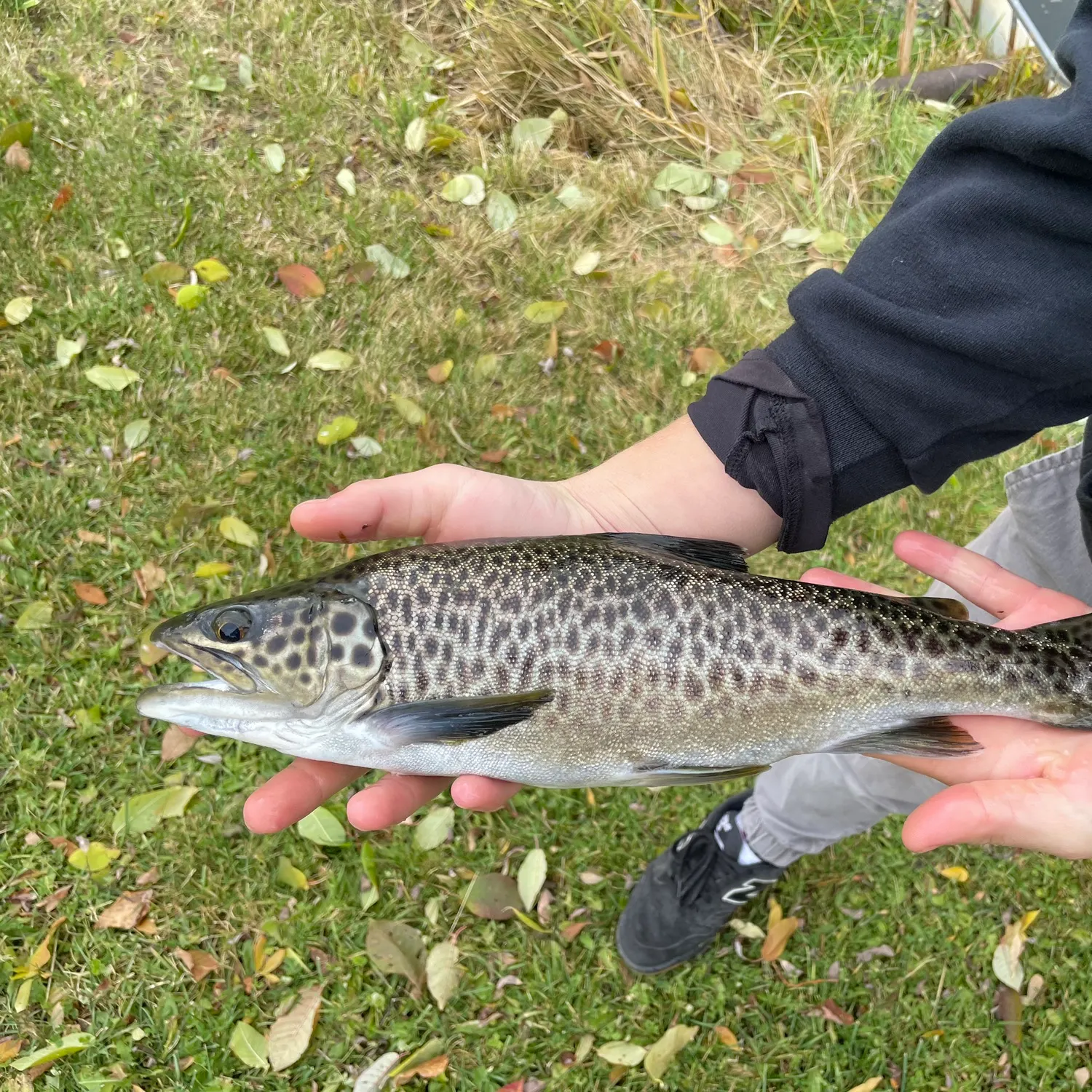 ᐅ Elbow River fishing reports🎣• Alberta, Canada fishing