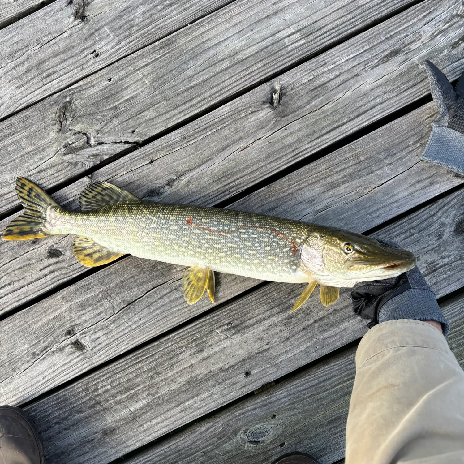 ᐅ Seneca Lake fishing reports🎣• Geneva, NY (United States) fishing