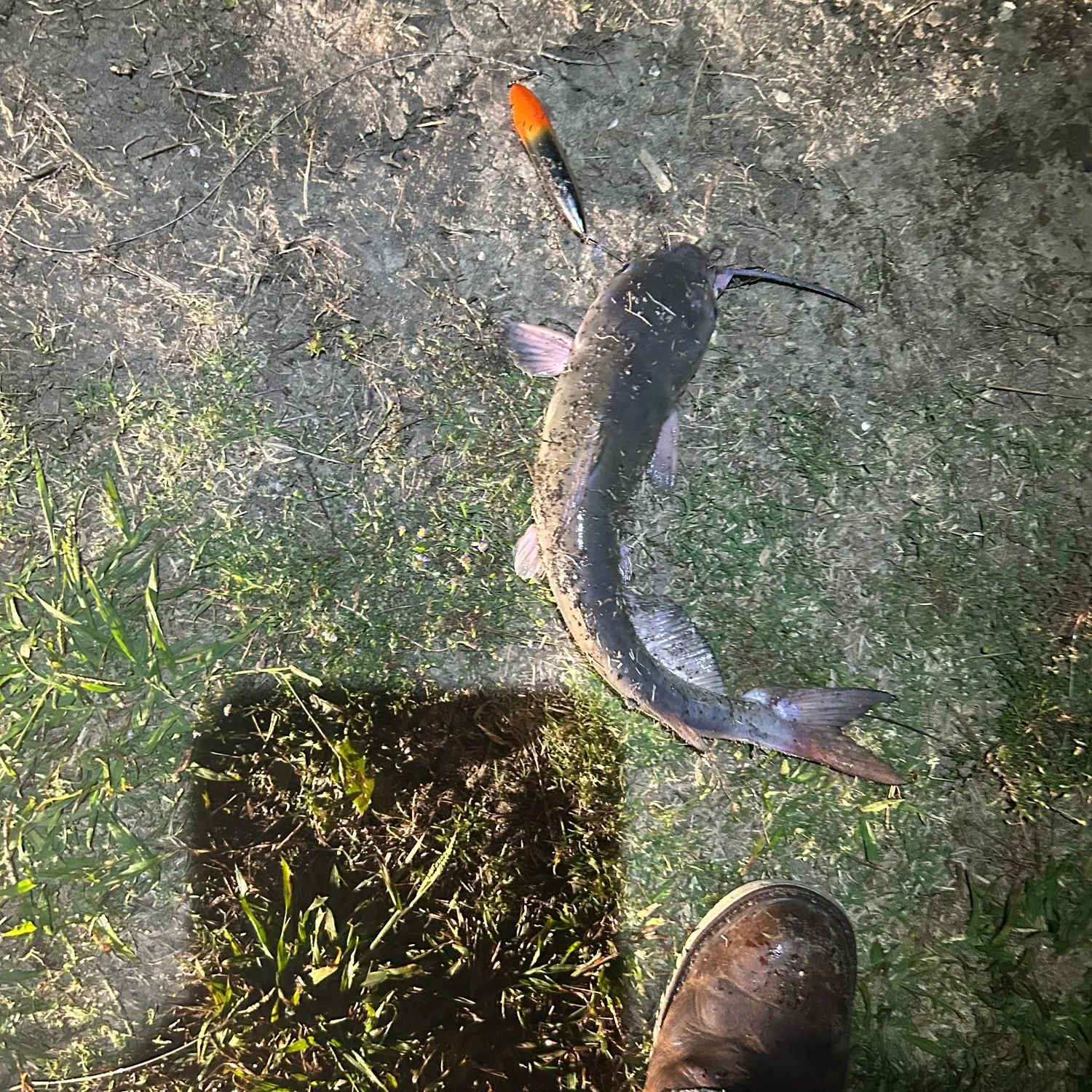 Fishing in Memphis, TN (United States) ️️️️ Find Spots, Species & Tips