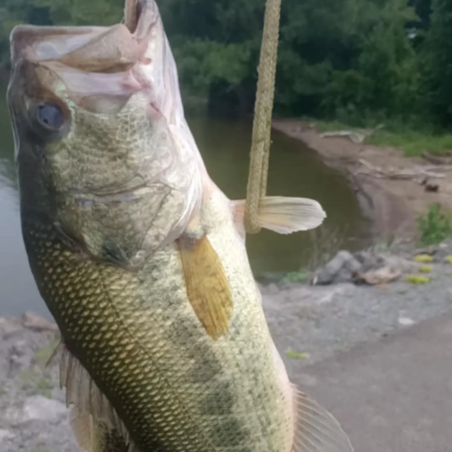 ᐅ Pymatuning Reservoir fishing reports🎣• Meadville, PA (United States ...