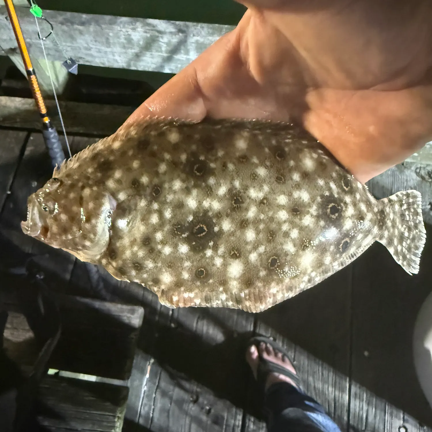 ᐅ Ocean View Fishing Pier fishing reports🎣• Norfolk, VA (United States ...
