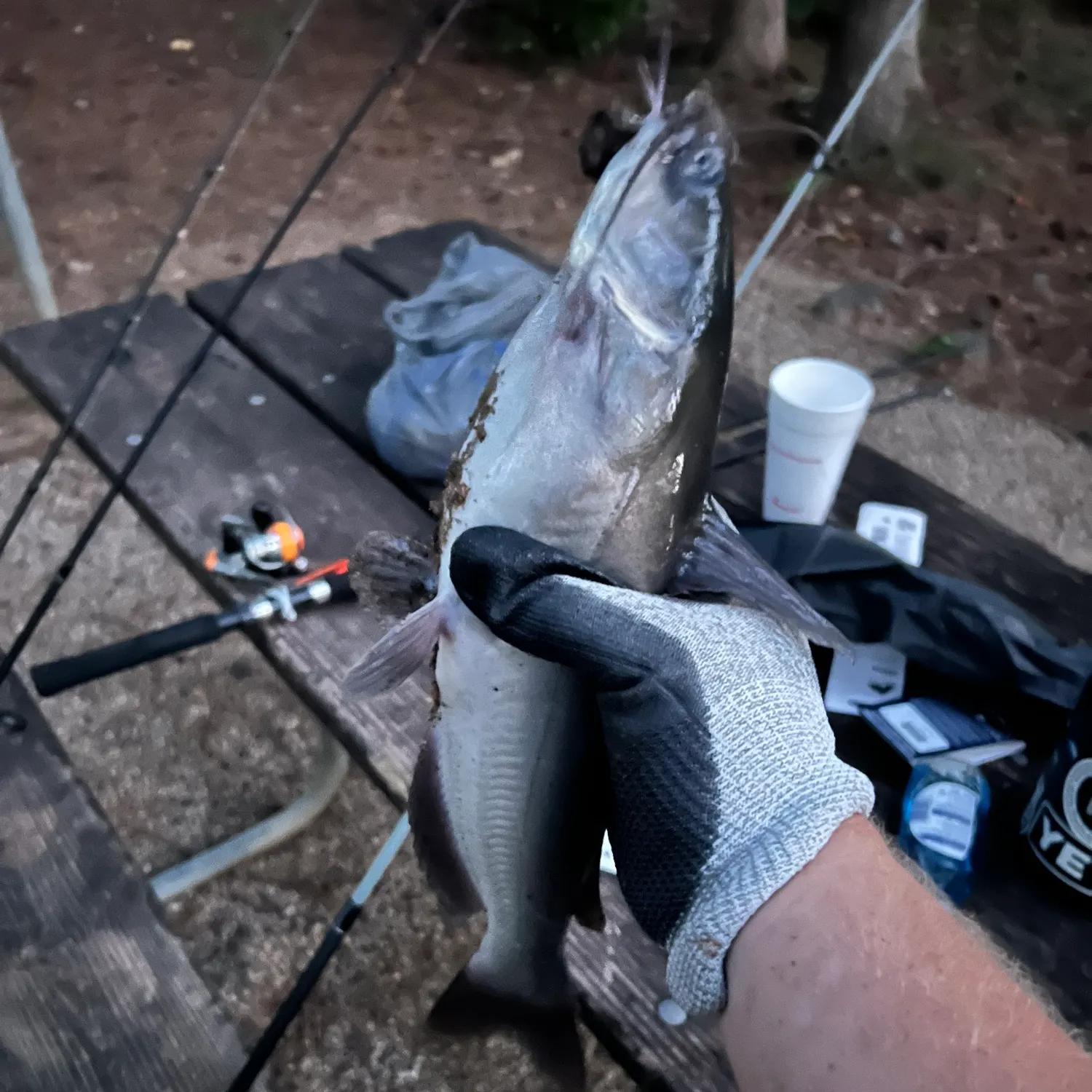 Fishing in Raleigh, NC (United States) ️️️️ Find Spots, Species & Tips