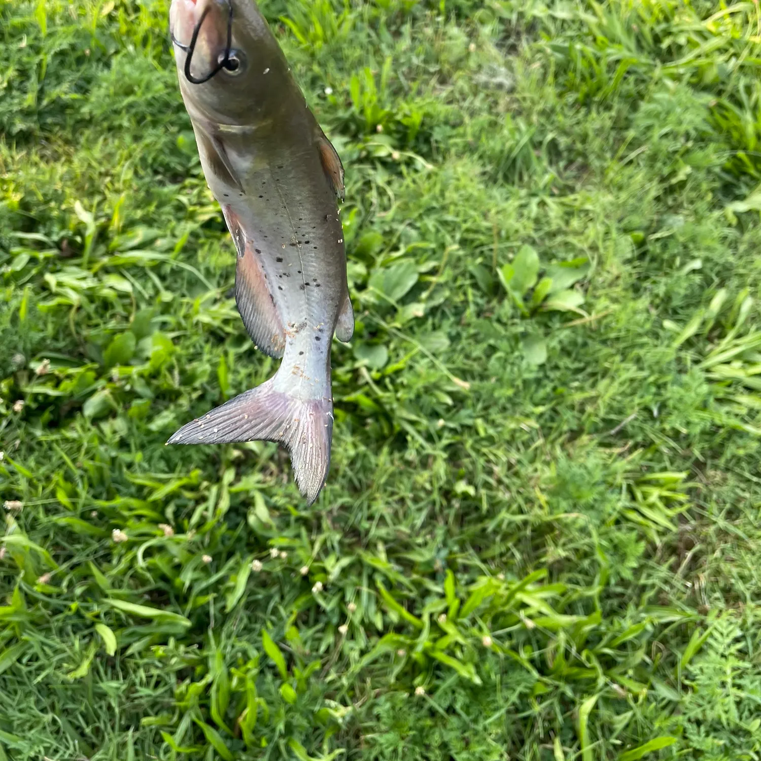 Fishing in St. Louis, MO (United States) ️️️️ Find Spots, Species & Tips