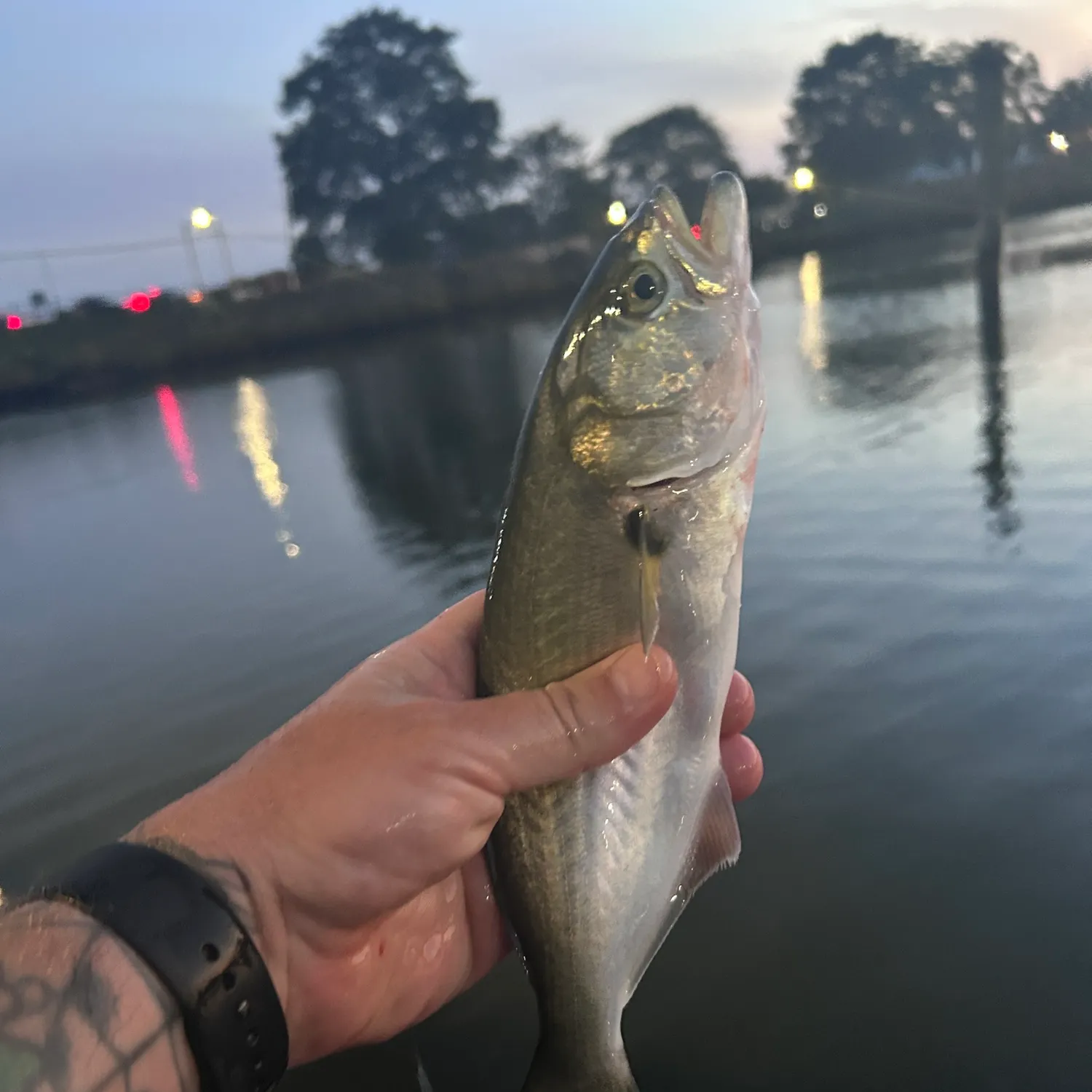 Fishing in Staten Island, NY (United States) ️️️️ Find Spots, Species ...
