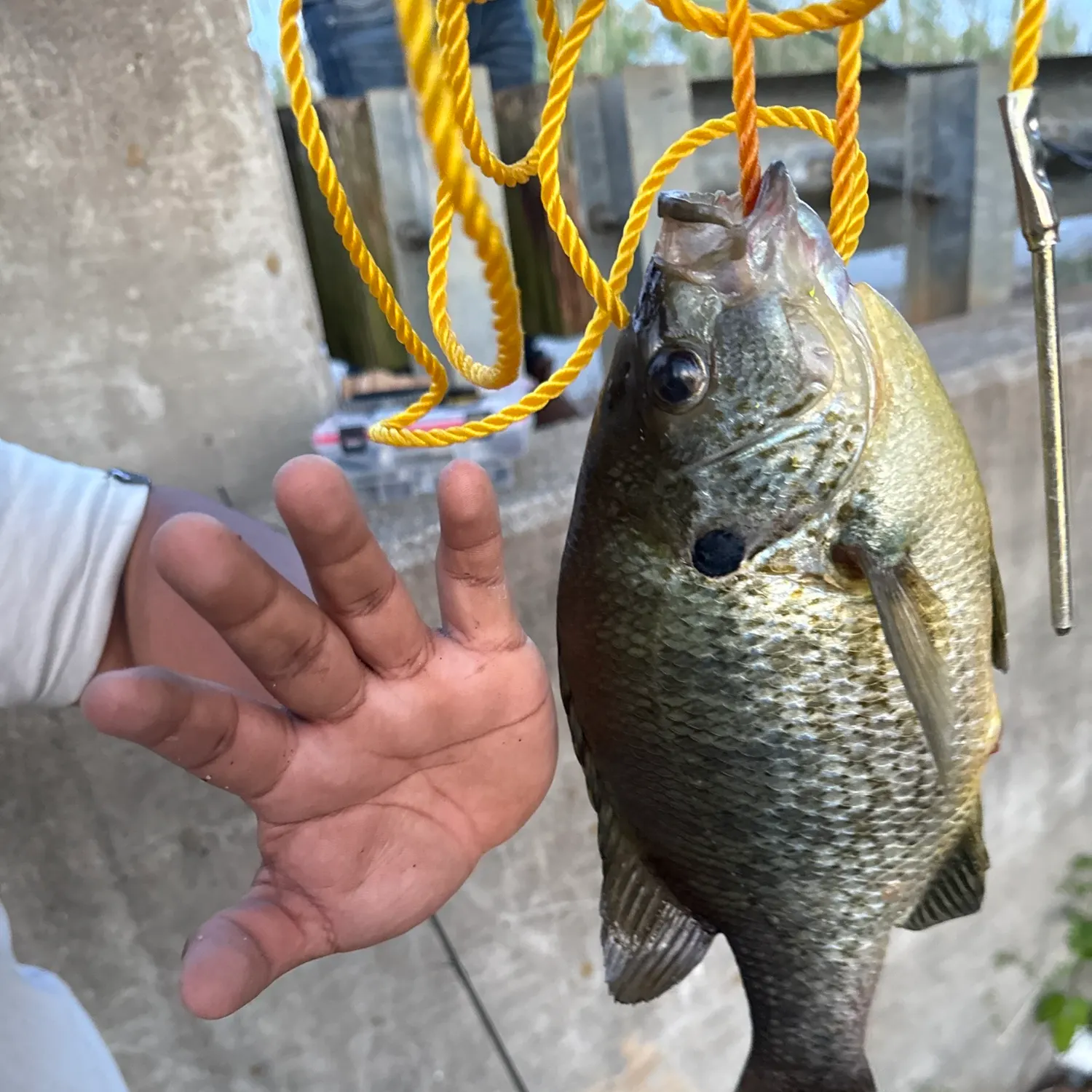 Fishing in Augusta, GA (United States) ️️️️ Find Spots, Species & Tips