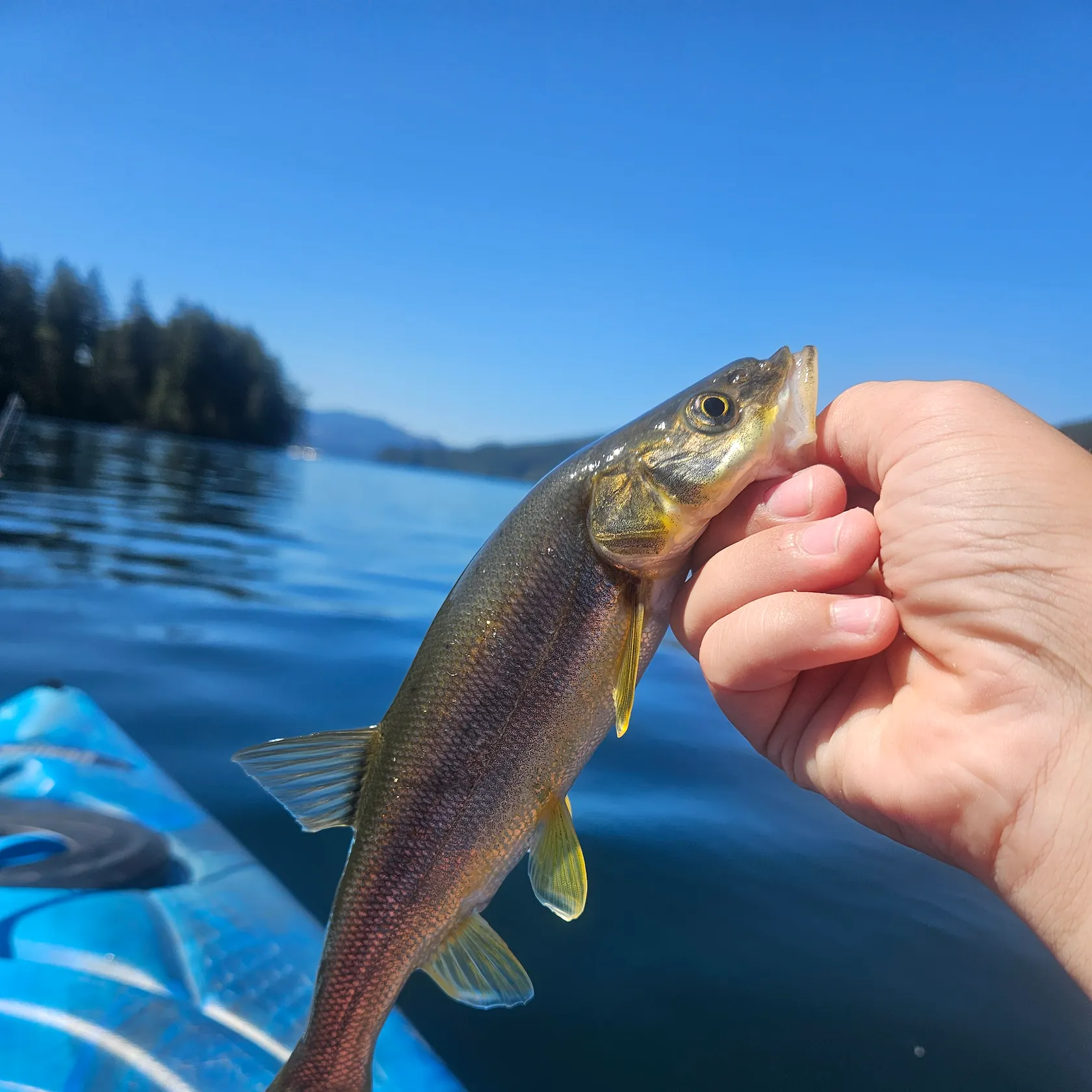 ᐅ Lake Merwin fishing reports🎣• Battle Ground, WA (United States) fishing