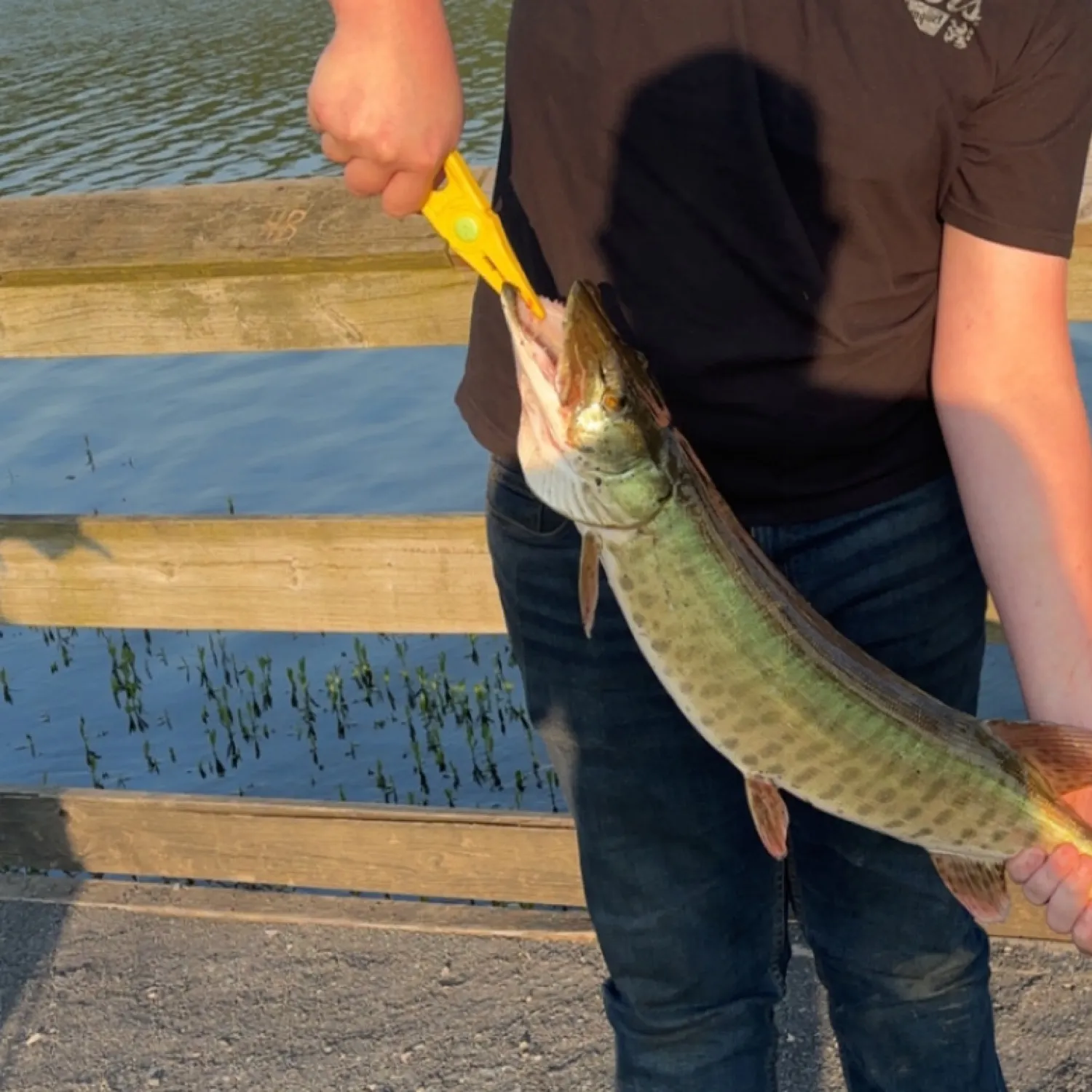 ᐅ Raystown Lake fishing reports🎣• Huntingdon, PA (United States) fishing
