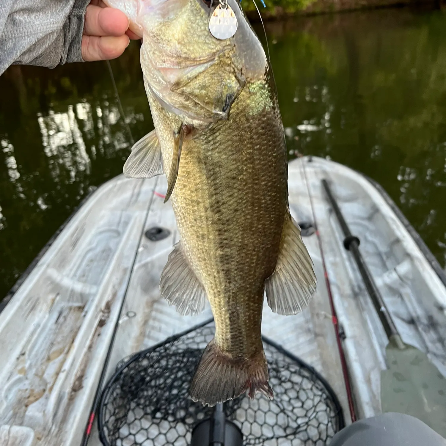 Fishing in Memphis, TN (United States) ️️️️ Find Spots, Species & Tips