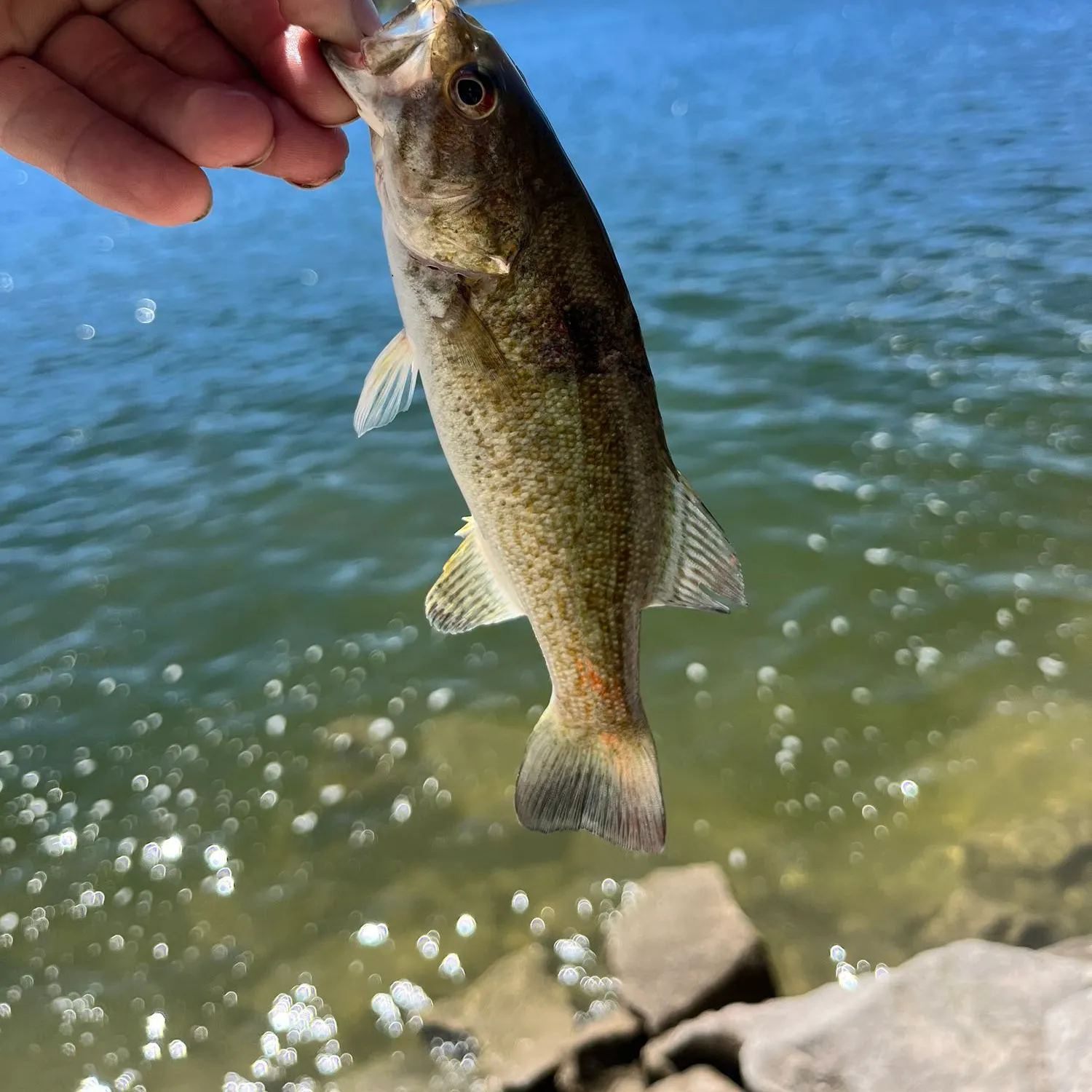 ᐅ Ririe Reservoir fishing reports🎣• Ammon, ID (United States) fishing