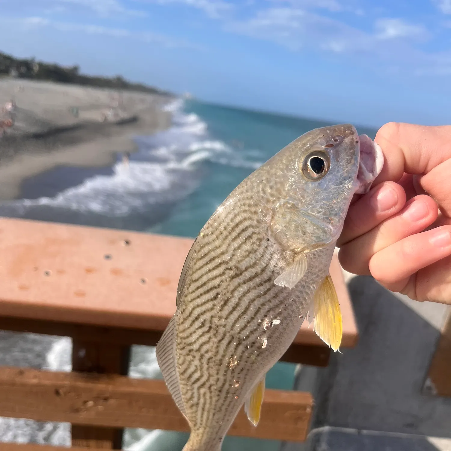 ᐅ Juno Beach Pier fishing reports🎣• Jupiter, FL (United States) fishing