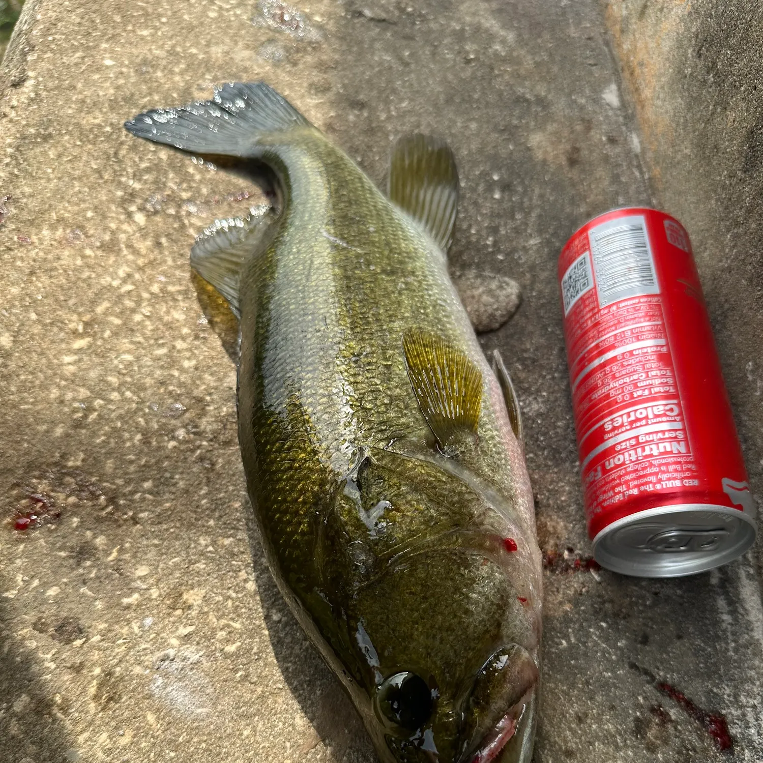 Fishing in Palm Bay, FL (United States) ️️️️ Find Spots, Species & Tips