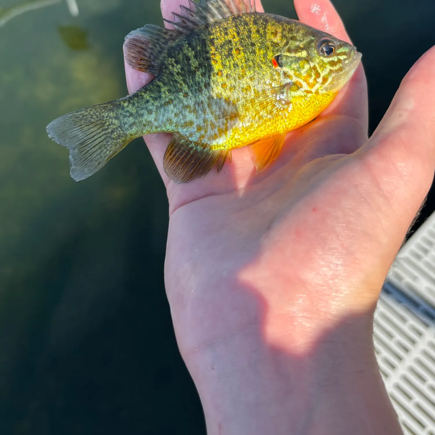 ᐅ Cass Lake fishing reports🎣• Bemidji, MN (United States) fishing
