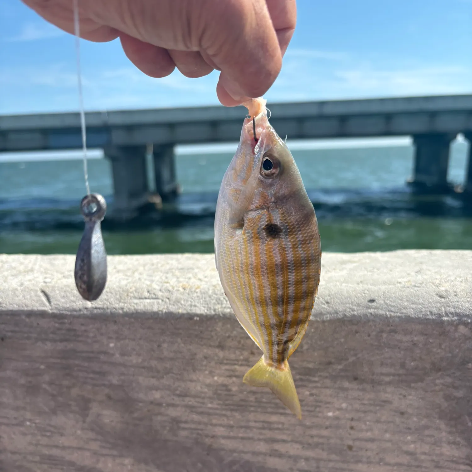 ᐅ Skyway North Fishing Pier (Sunshine Skyway) fishing reports🎣 ...
