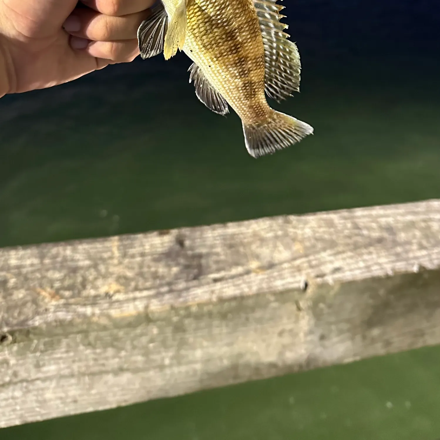 ᐅ Ocean View Fishing Pier fishing reports🎣• Norfolk, VA (United States ...
