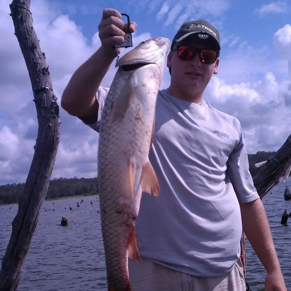 ᐅ Lake Conroe fishing reports🎣• Conroe, TX (United States) fishing