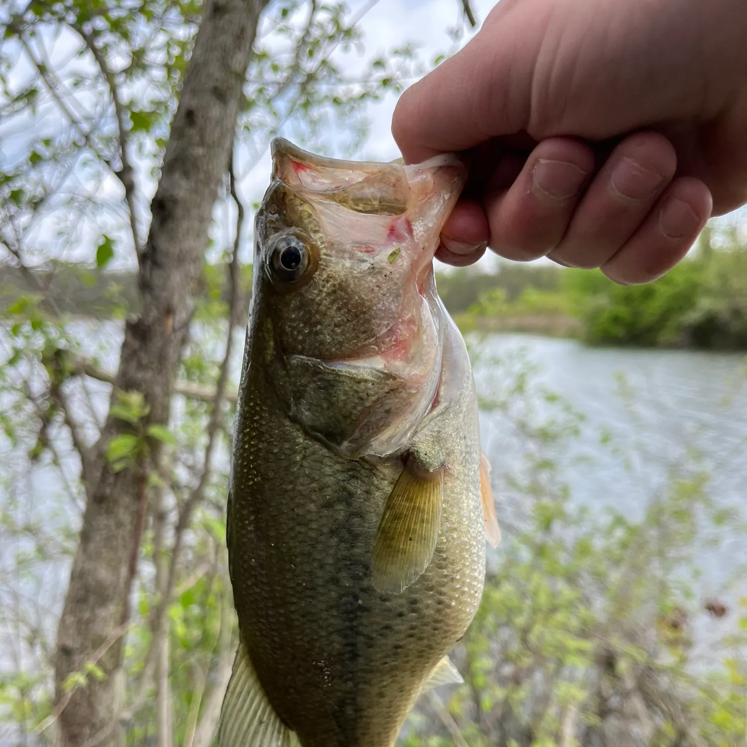Fishing in Indianapolis, IN (United States) ️️️️ Find Spots, Species & Tips