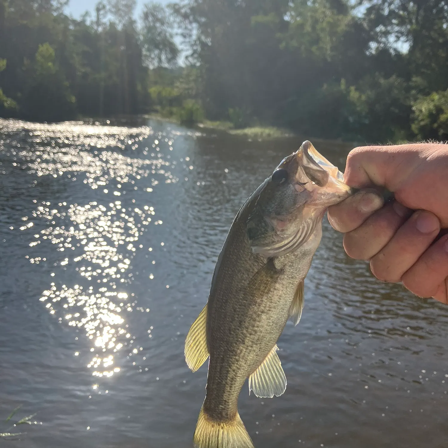 Fishing in Augusta, GA (United States) ️️️️ Find Spots, Species & Tips