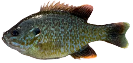 Fishing in Midland, TX (United States) ️️️️ Find Spots, Species & Tips