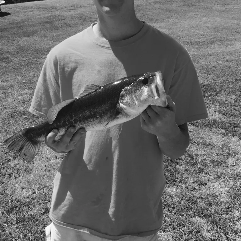 ᐅ Bee Lake fishing reports🎣• Yazoo City, MS (United States) fishing