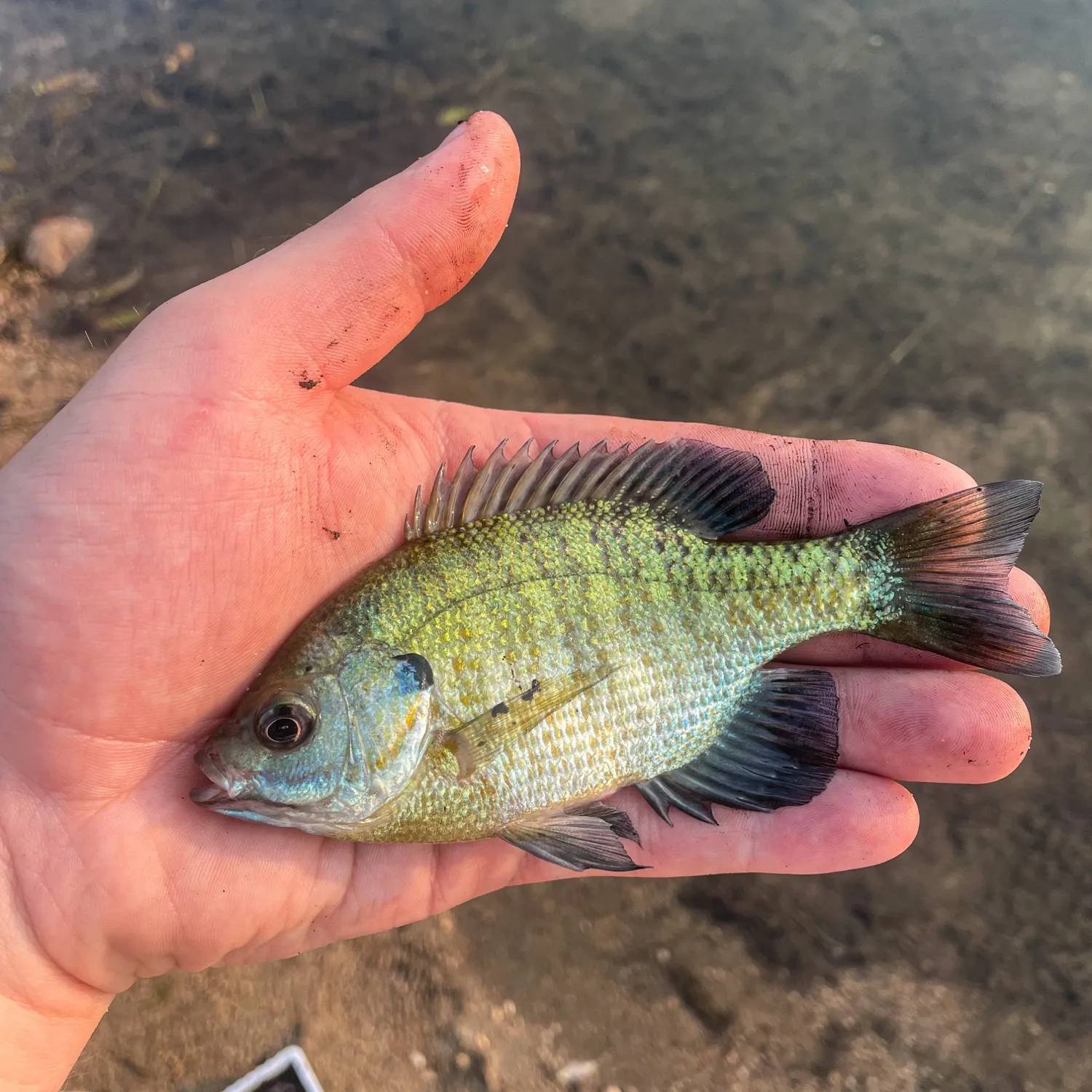 ᐅ Reynolds Ponds fishing reports🎣• Manitoba, Canada fishing