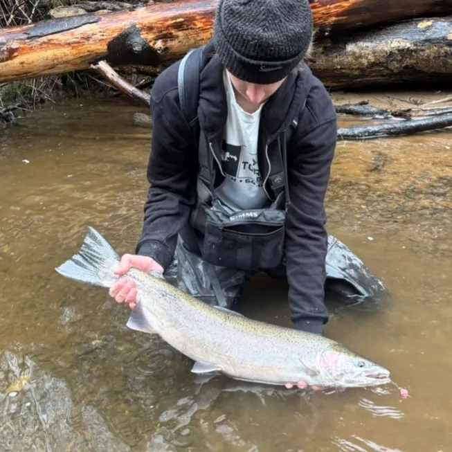 ᐅ Cowlitz River fishing reports🎣• Longview, WA (United States) fishing