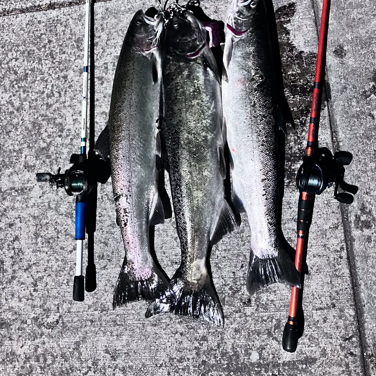 ᐅ Cowlitz River fishing reports🎣• Longview, WA (United States) fishing