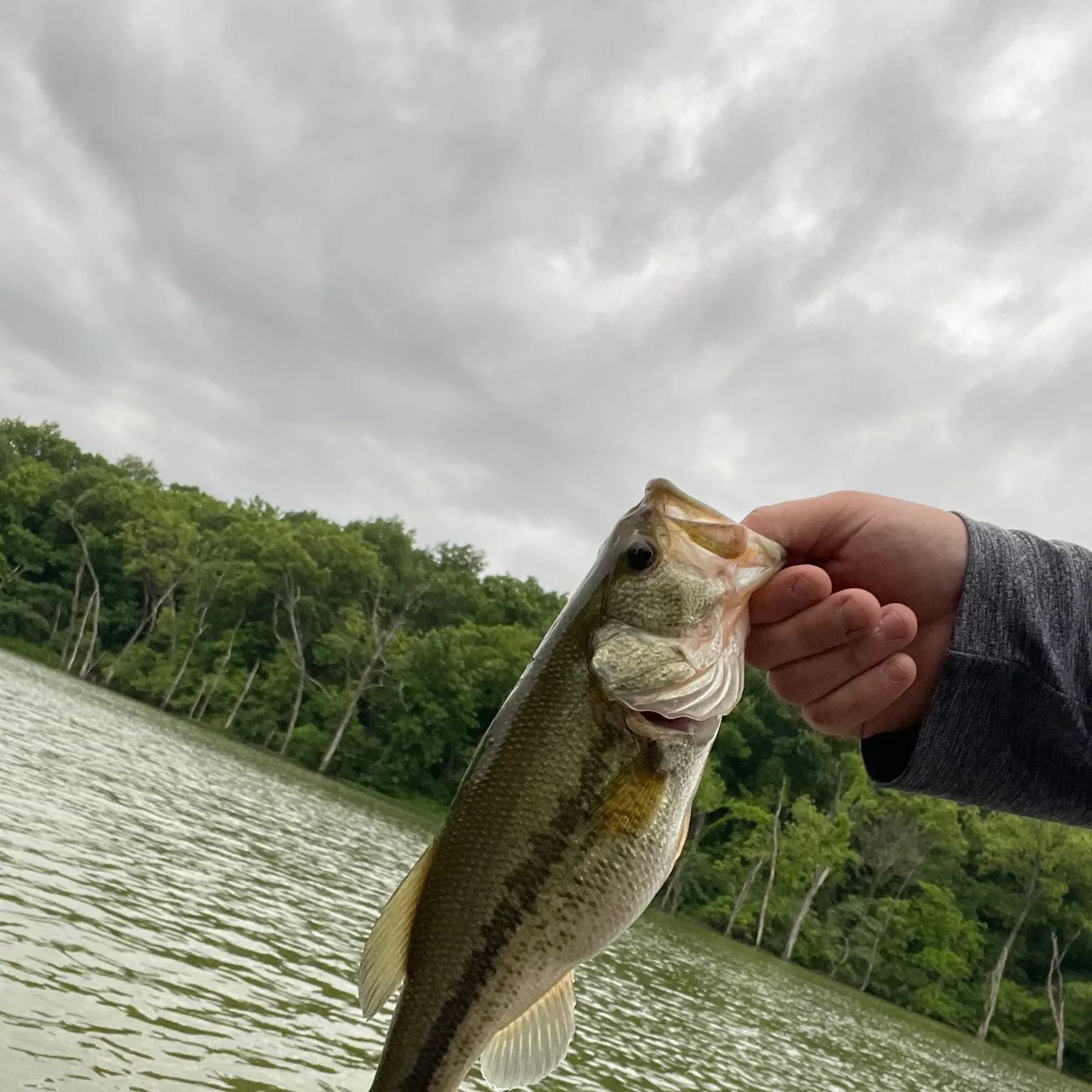 Fishing for Largemouth bass near you