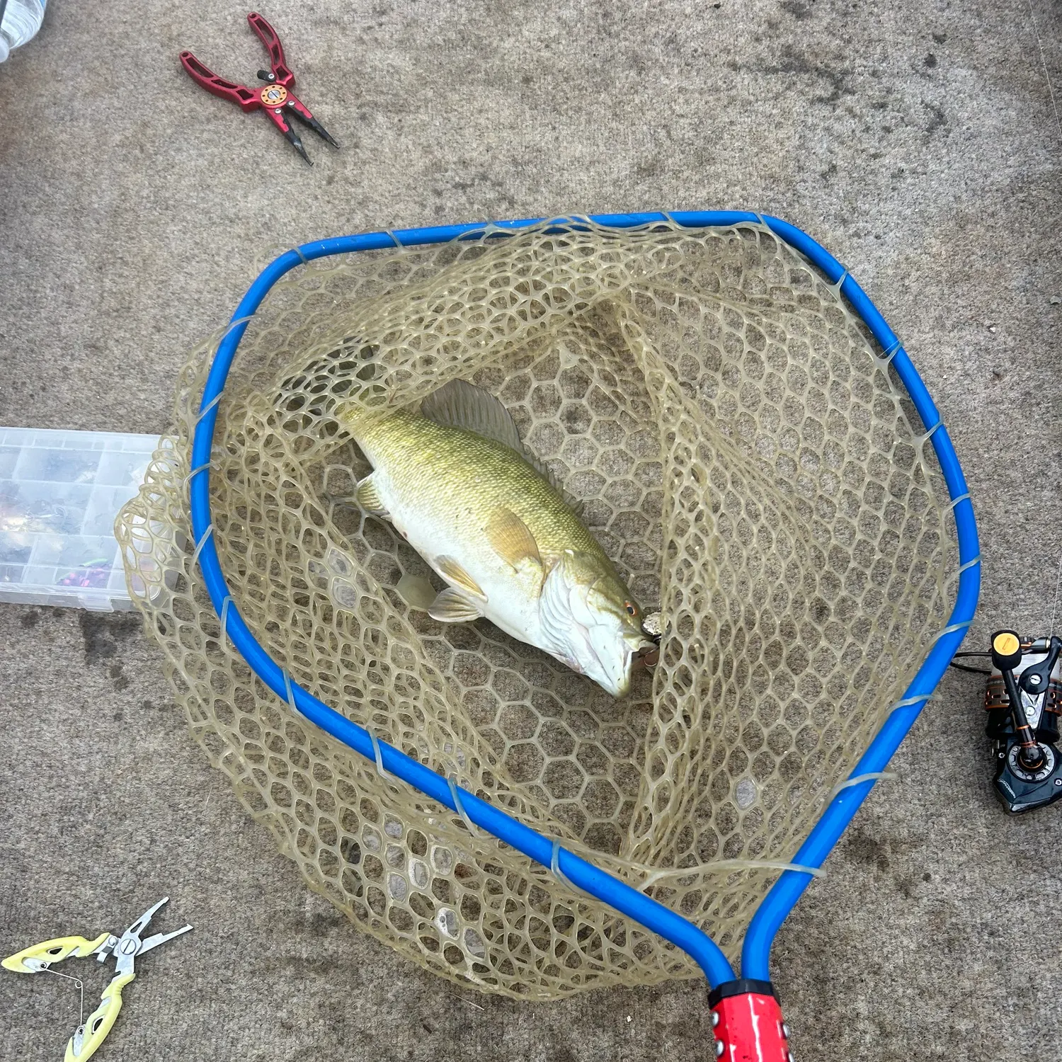 ᐅ Chagrin River fishing reports🎣• Mayfield Heights, OH (United States ...