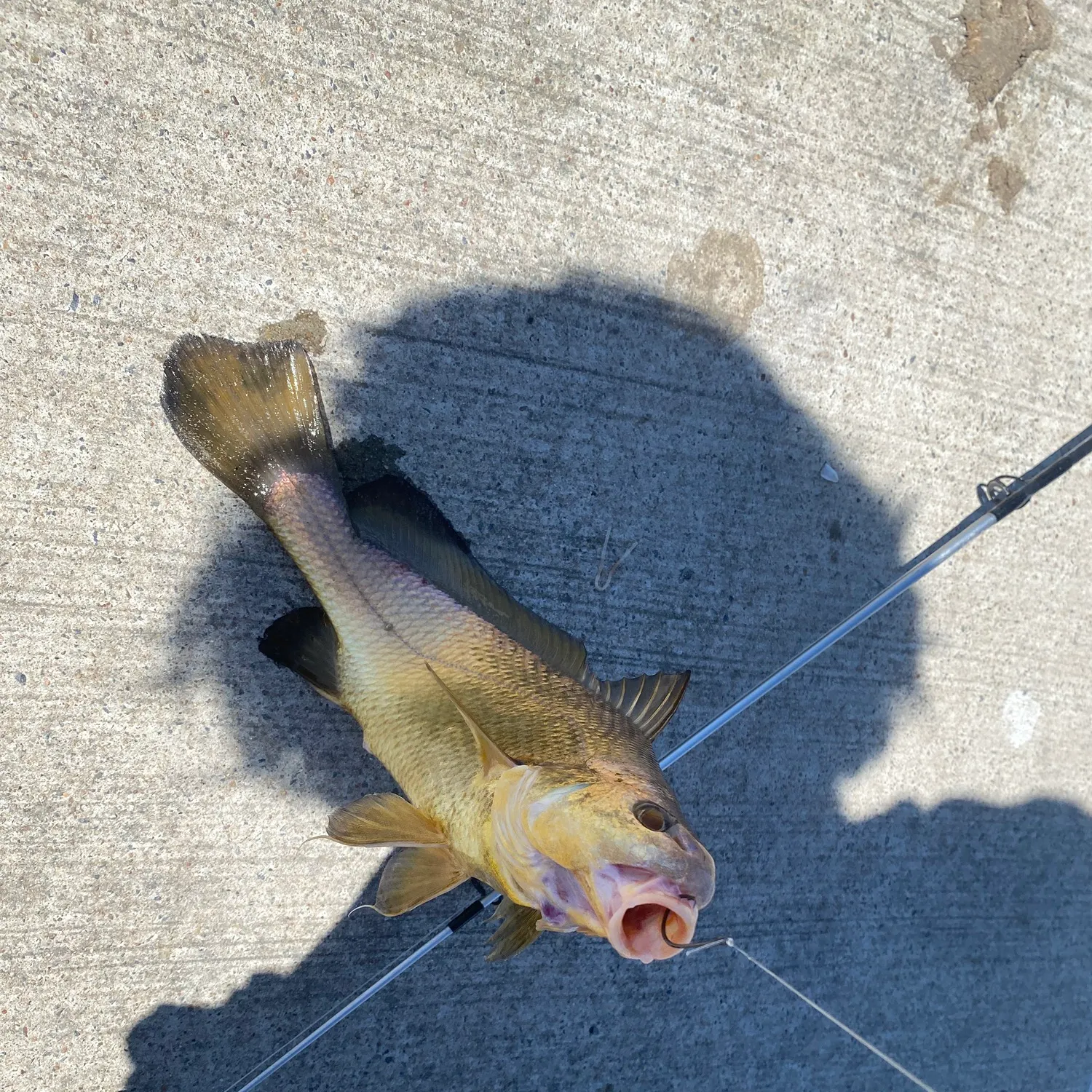 ᐅ Logan River fishing reports🎣• Queensland, Australia fishing