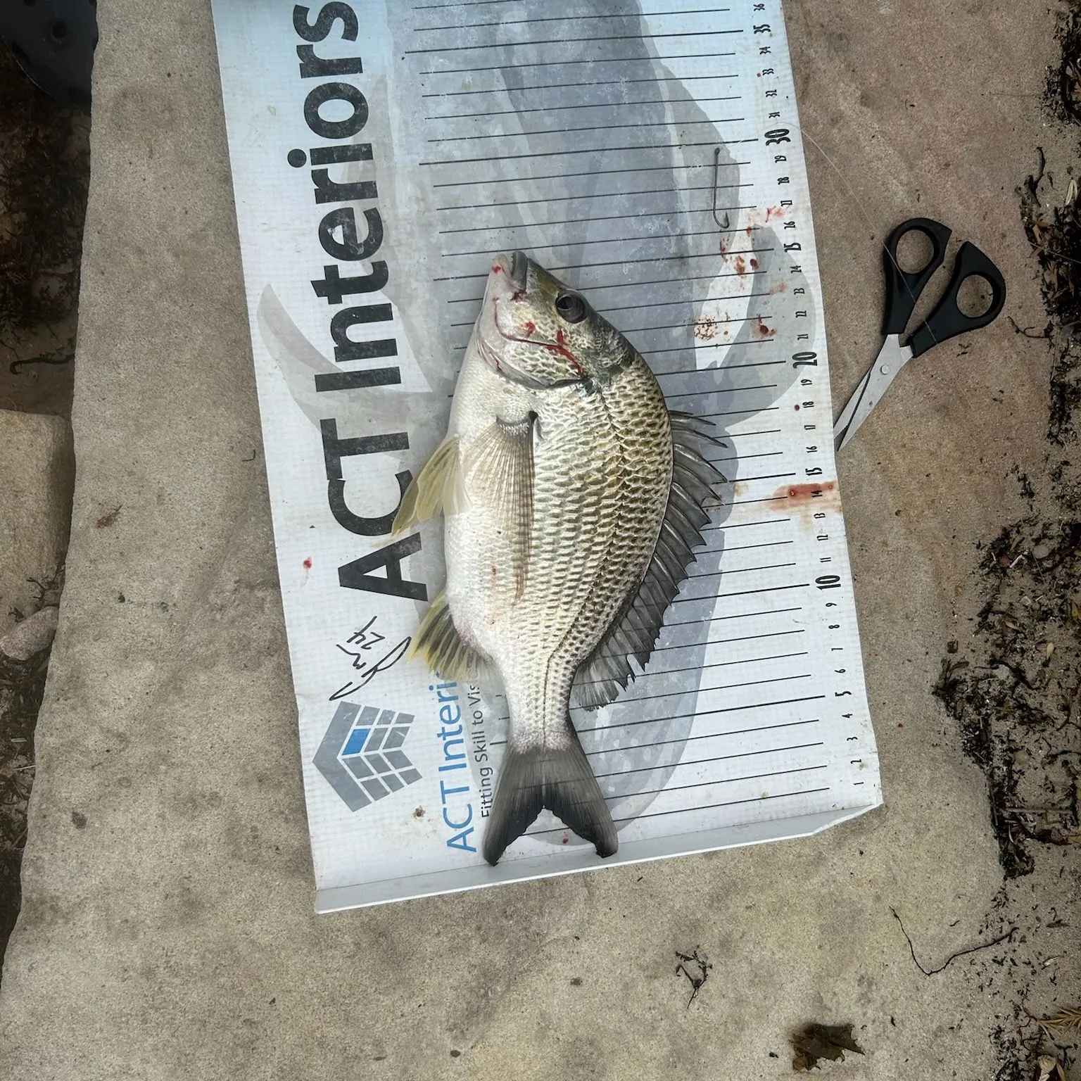 ᐅ Burrill Lake fishing reports🎣• New South Wales, Australia fishing