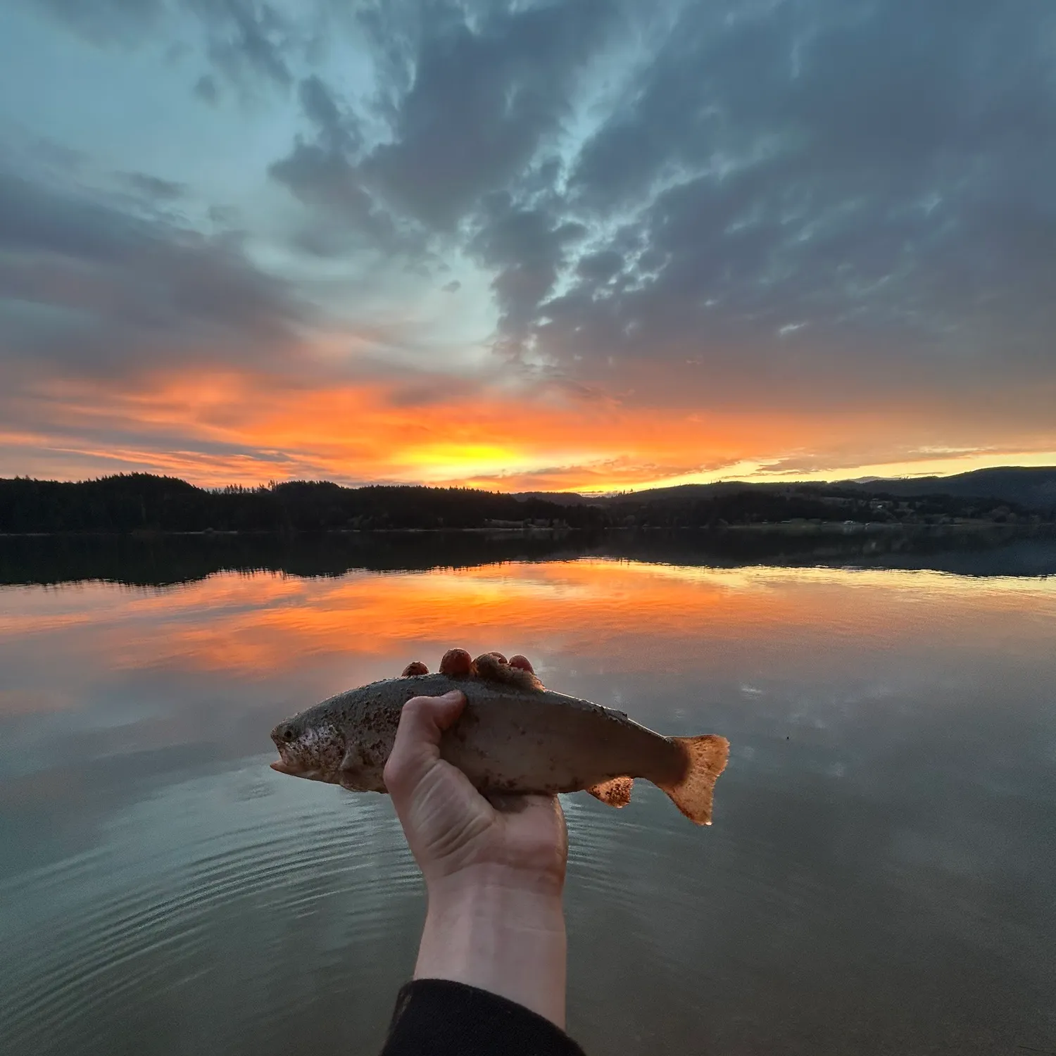 ᐅ Henry Hagg Lake fishing reports🎣• Forest Grove, OR (United States ...