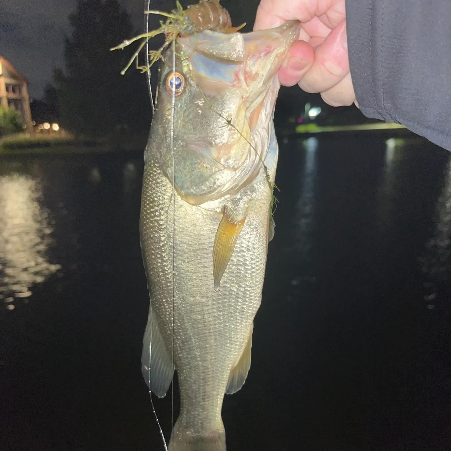 Fishing in Tulsa, OK (United States) ️️️️ Find Spots, Species & Tips