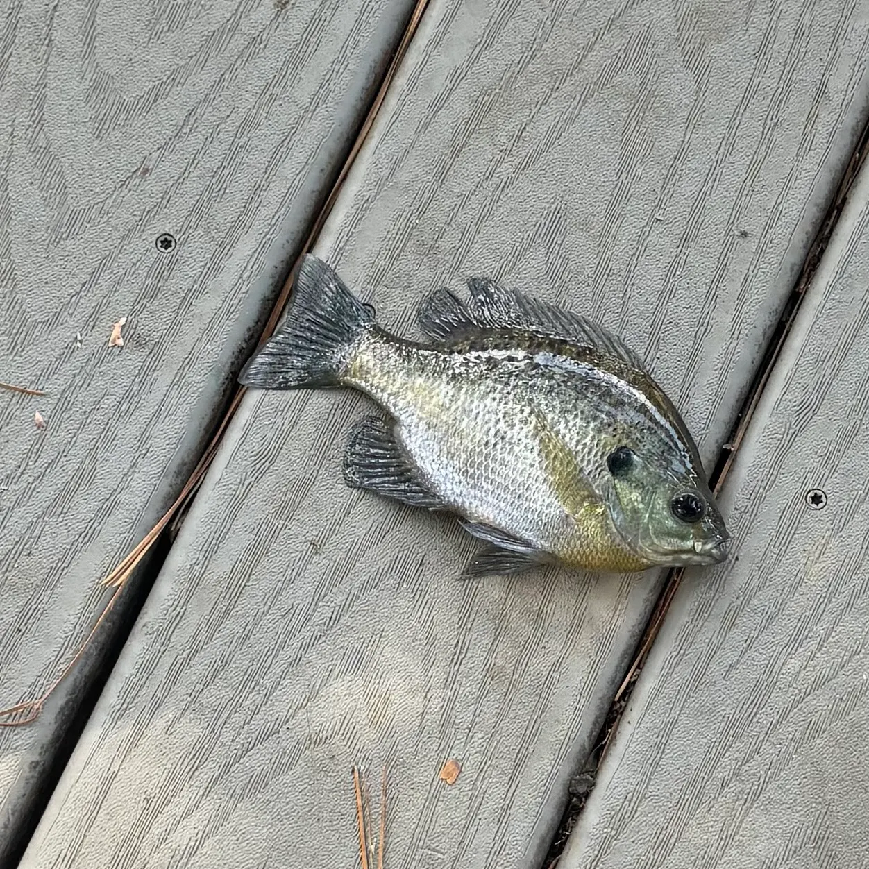 Fishing in Raleigh, NC (United States) ️️️️ Find Spots, Species & Tips