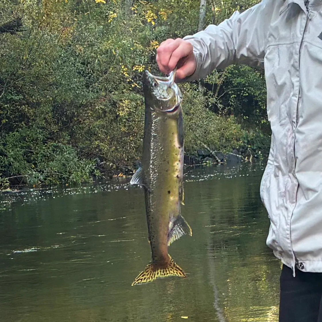 ᐅ Green River fishing reports🎣• Auburn, WA (United States) fishing