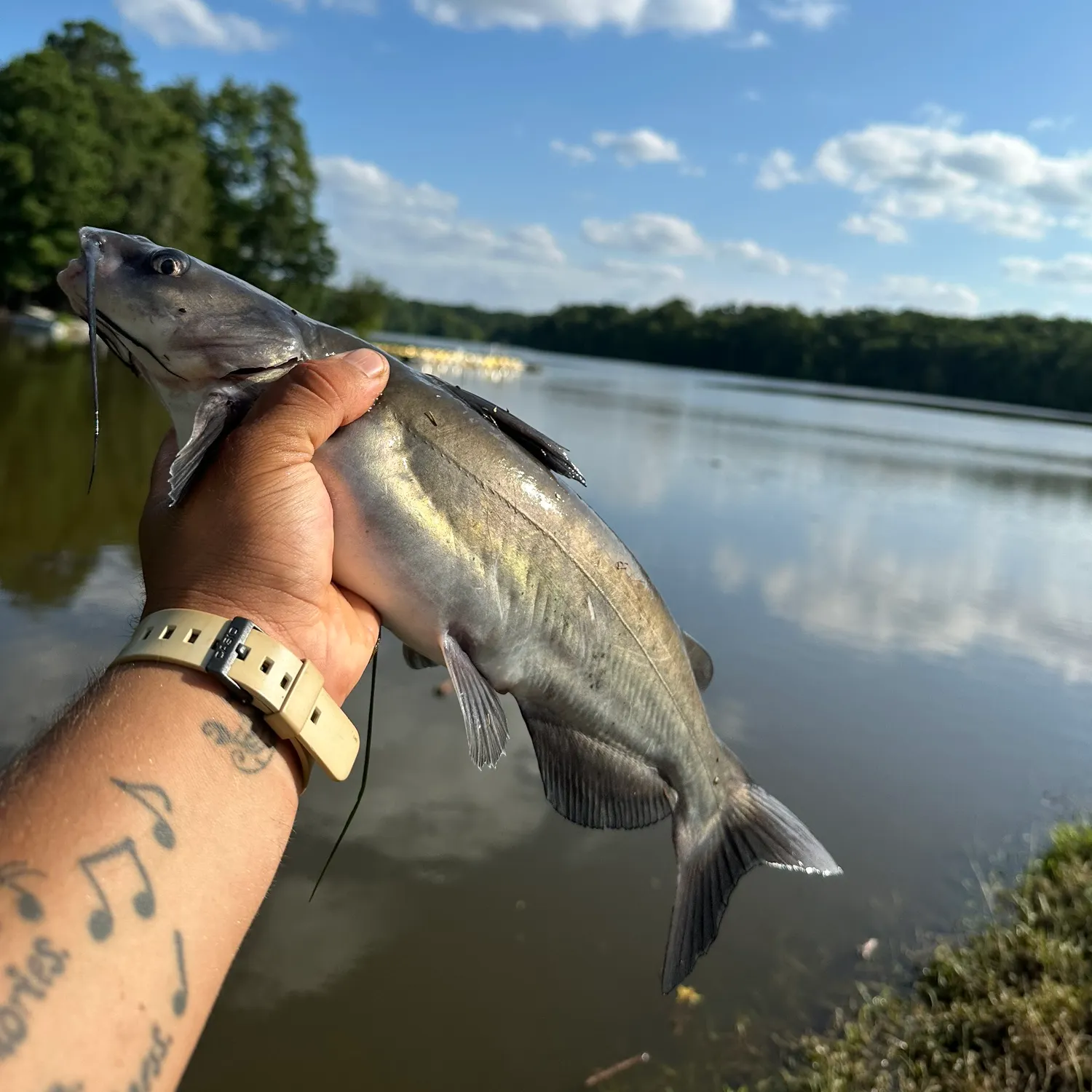 Fishing in Raleigh, NC (United States) ️️️️ Find Spots, Species & Tips