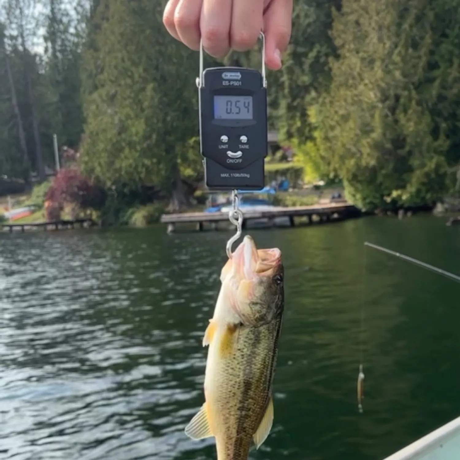 Fishing in Everett, WA (United States) ️️️️ Find Spots, Species & Tips