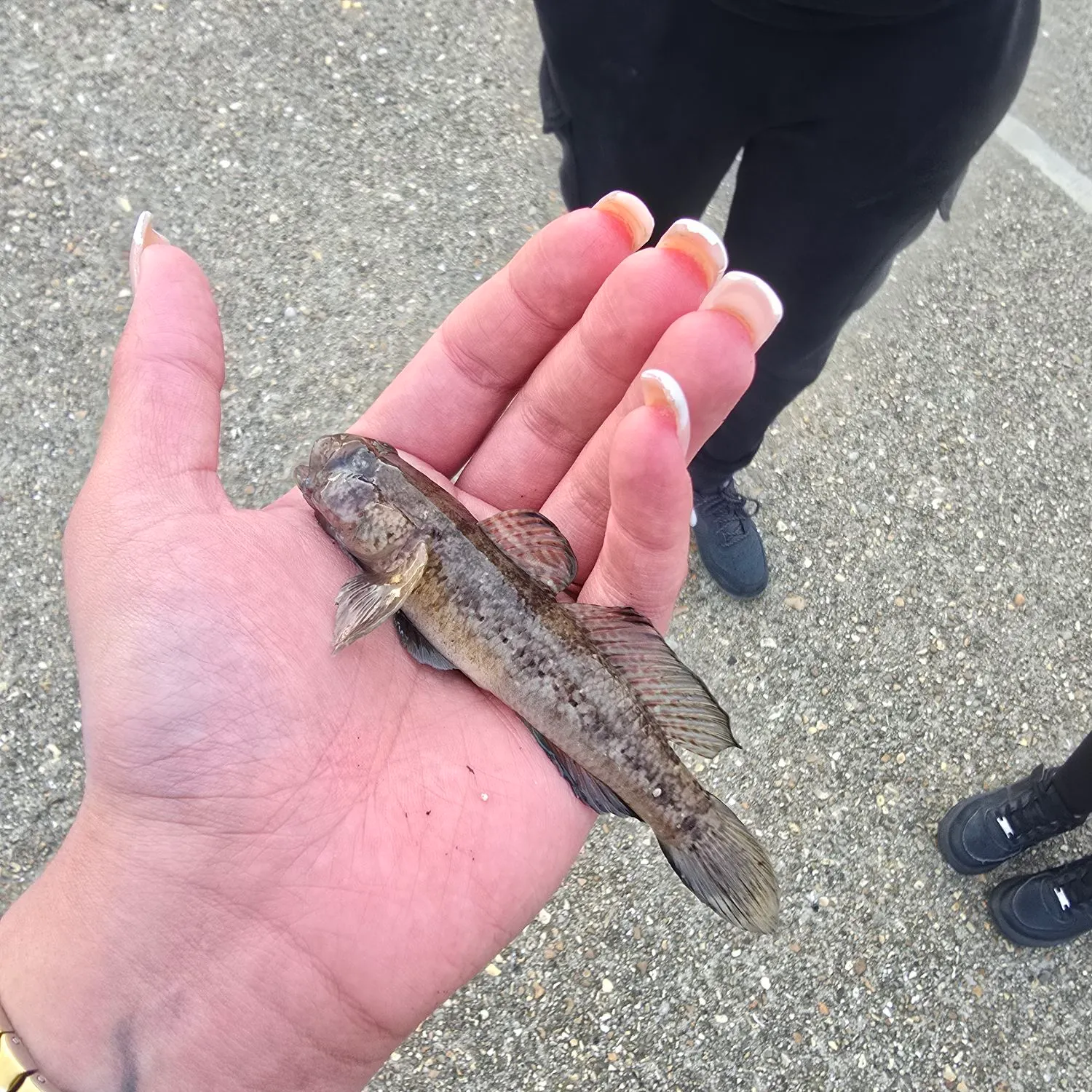 ᐅ Poole Harbour fishing reports🎣• England, United Kingdom fishing