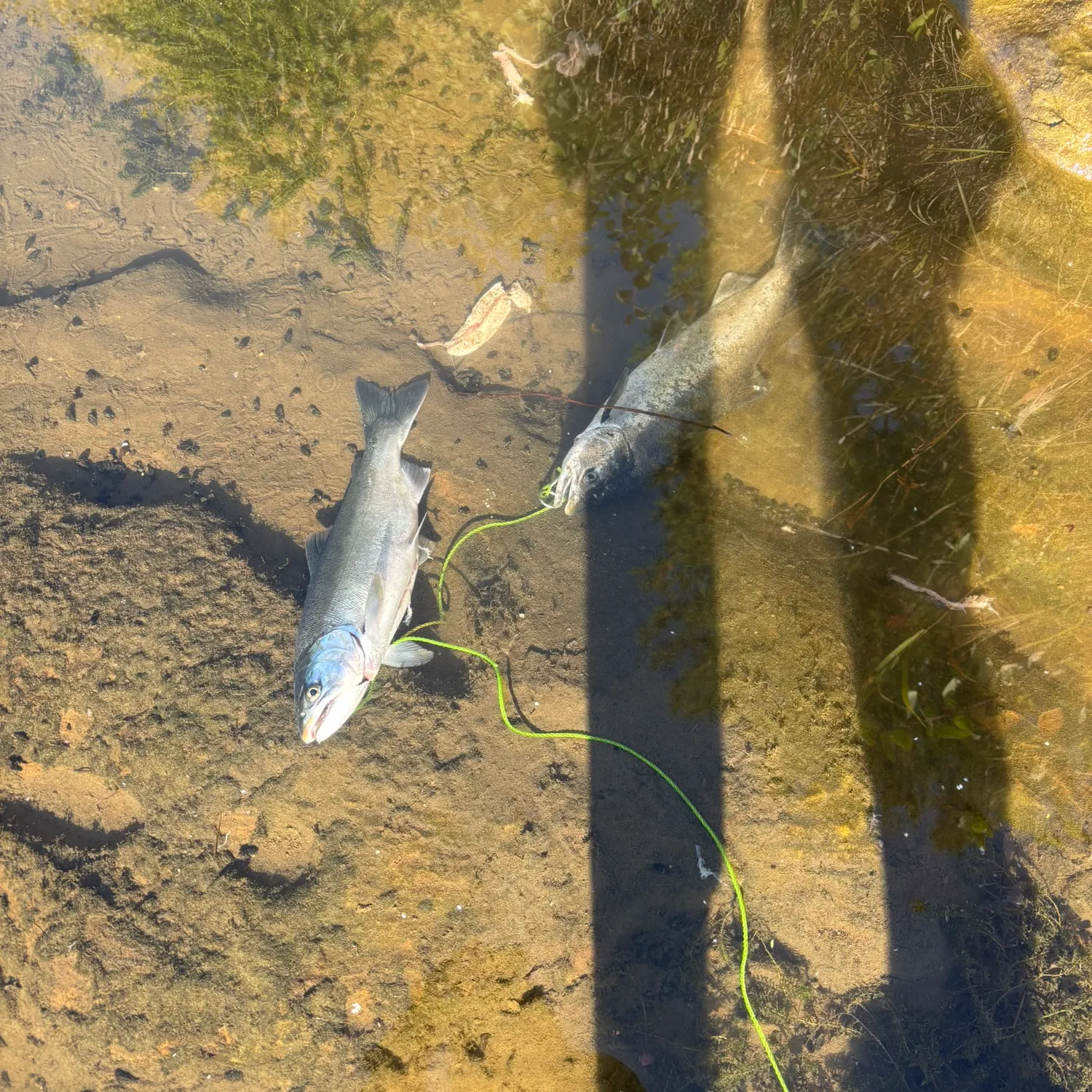 ᐅ Chehalis River fishing reports🎣• Centralia, WA (United States) fishing