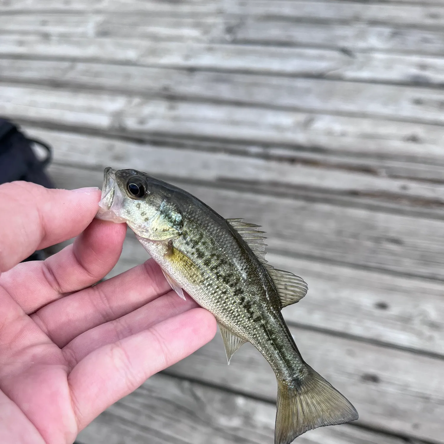 ᐅ Cenaiko Lake fishing reports🎣• Coon Rapids, MN (United States) fishing