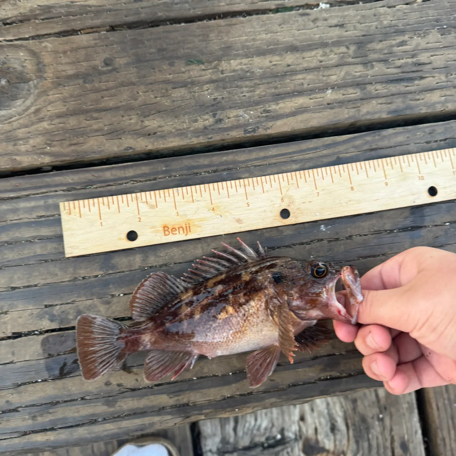 ᐅ Puget Sound fishing reports🎣• White Center, WA (United States) fishing