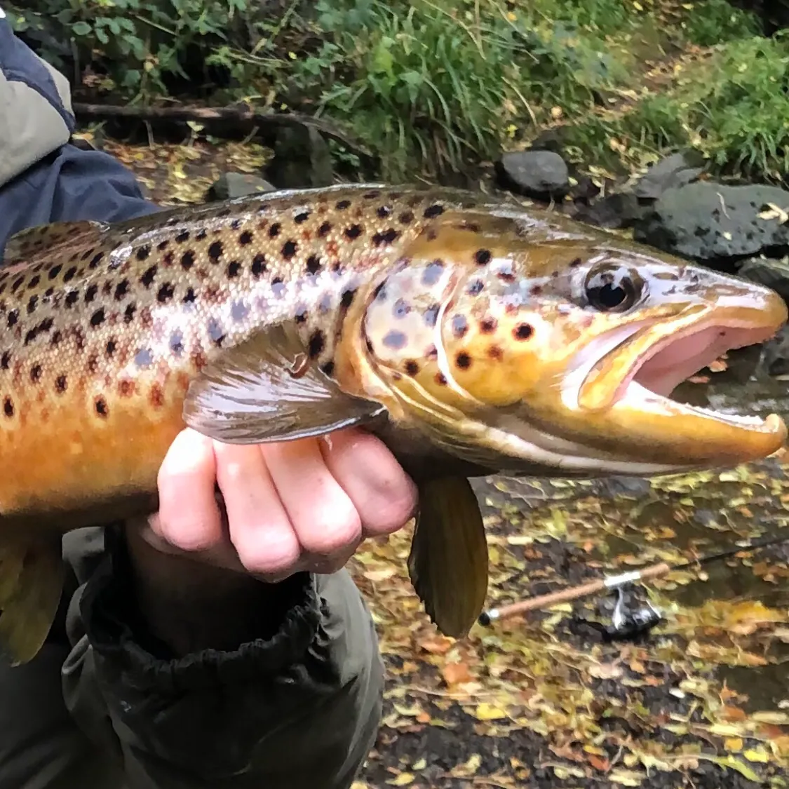 ᐅ Lough Neagh fishing reports🎣• N Ireland, United Kingdom fishing