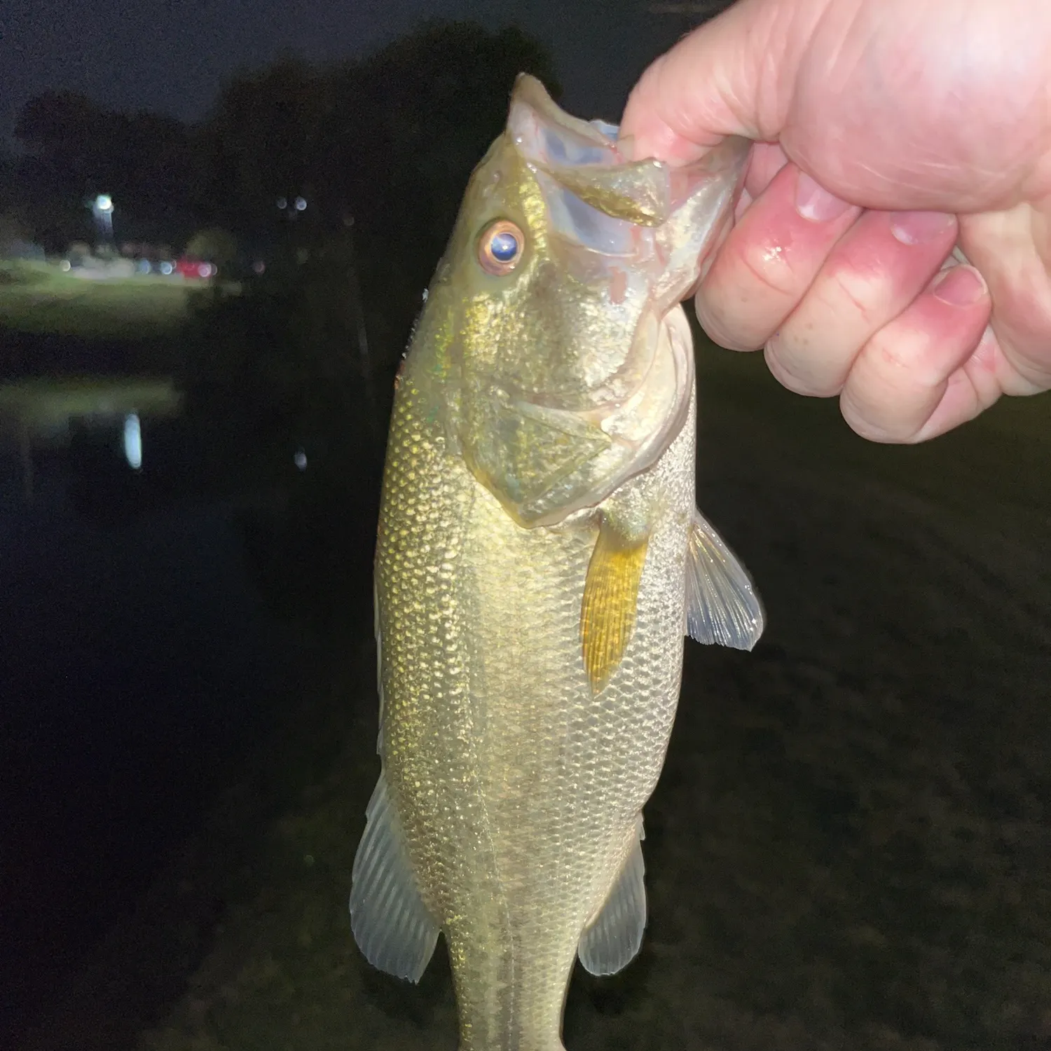 Fishing in Tulsa, OK (United States) ️️️️ Find Spots, Species & Tips