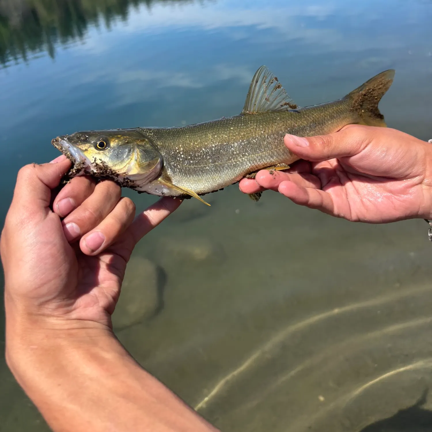 Fishing in Spokane, WA (United States) ️️️️ Find Spots, Species & Tips