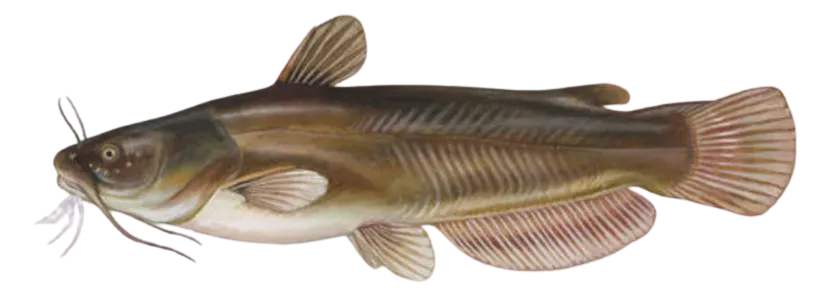 Fishing in Amarillo, TX (United States) ️️️️ Find Spots, Species & Tips