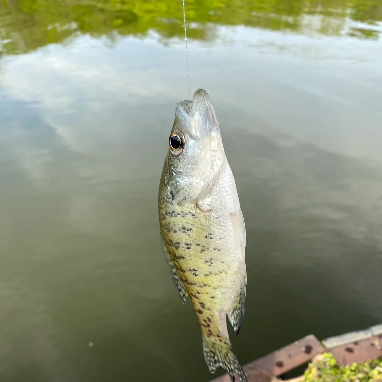 Fishing in Cincinnati, OH (United States) ️️️️ Find Spots, Species & Tips