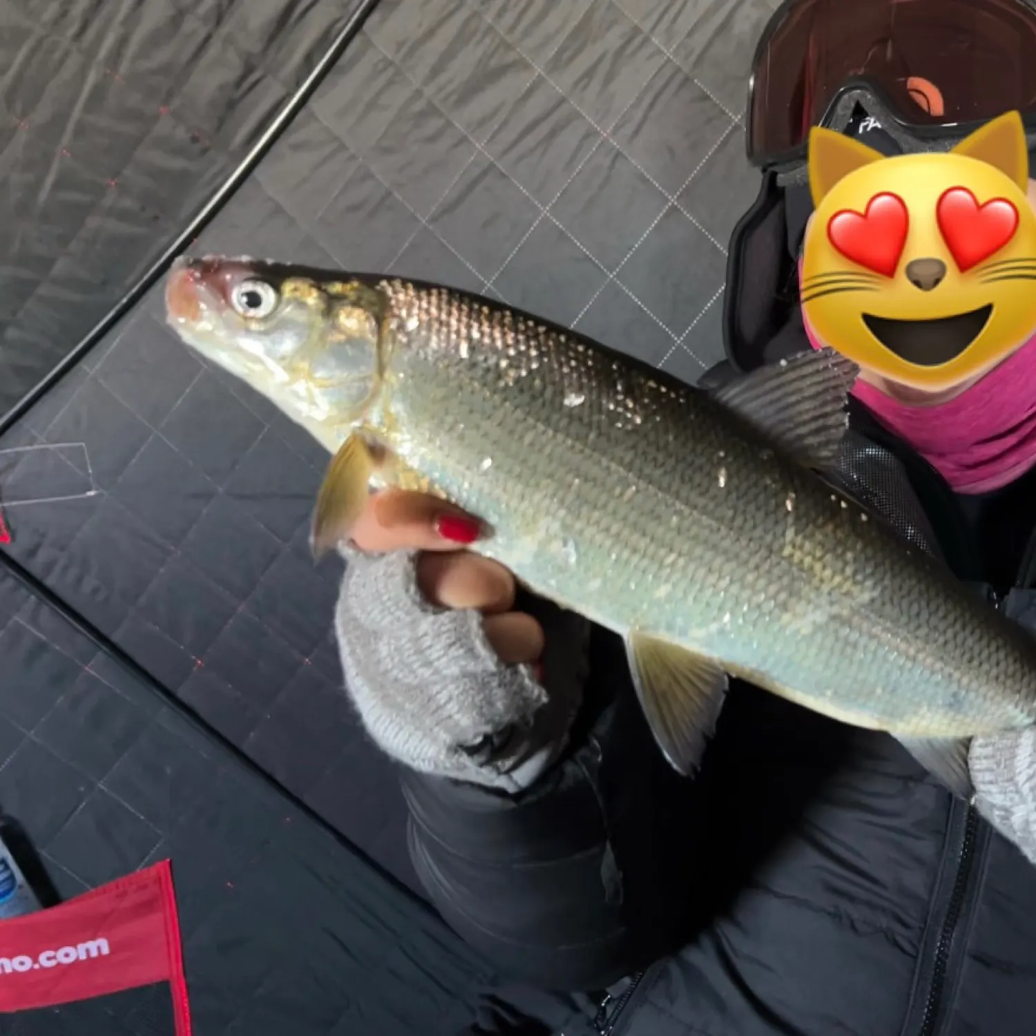 ᐅ Lake Simcoe fishing reports🎣• Ontario, Canada fishing
